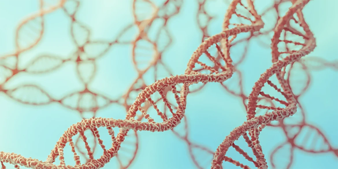 Nukleotide: Aufbau, Funktion und Wirkung